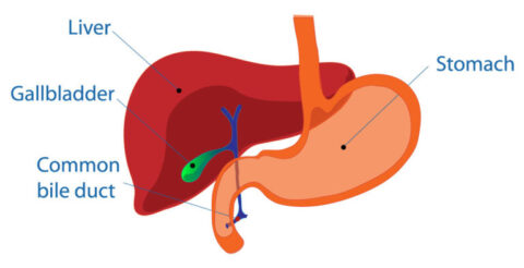 Gallbladder Removal | Go Light Bariatrics